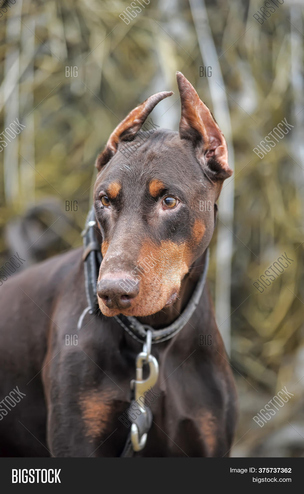 Brown Doberman Image & Photo (Free Trial) | Bigstock