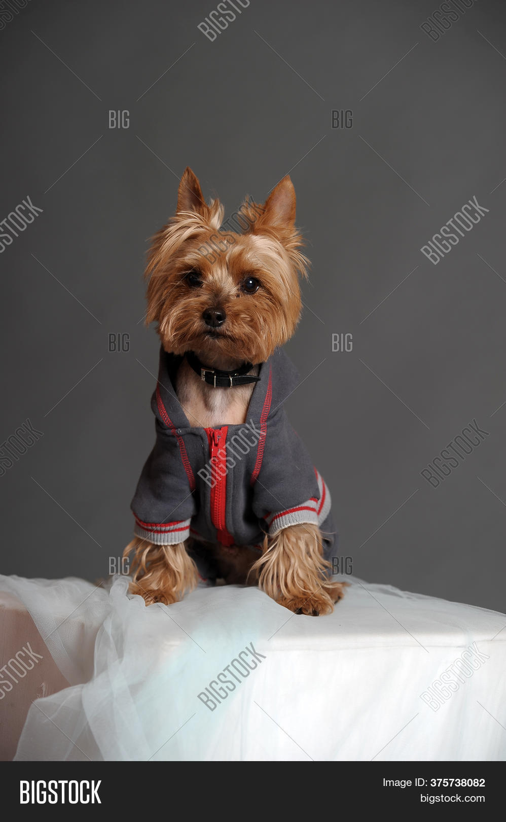 Yorkshire Terrier Image & Photo (Free Trial) | Bigstock