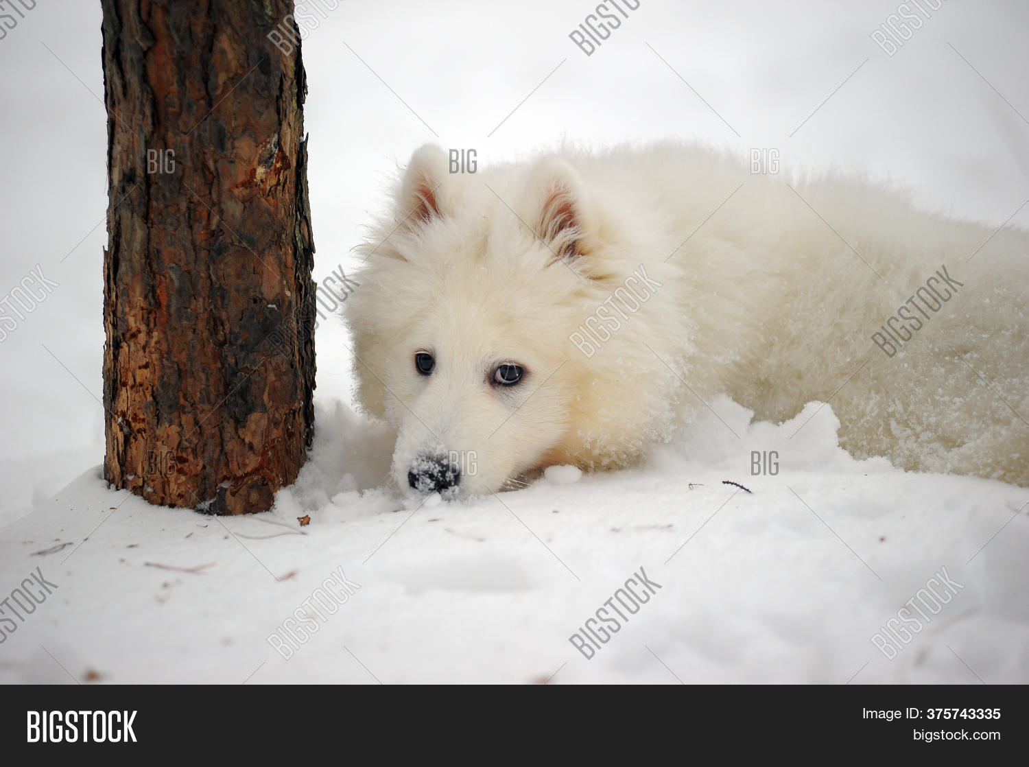 Samoyed Puppy Winter Image & Photo (Free Trial) | Bigstock