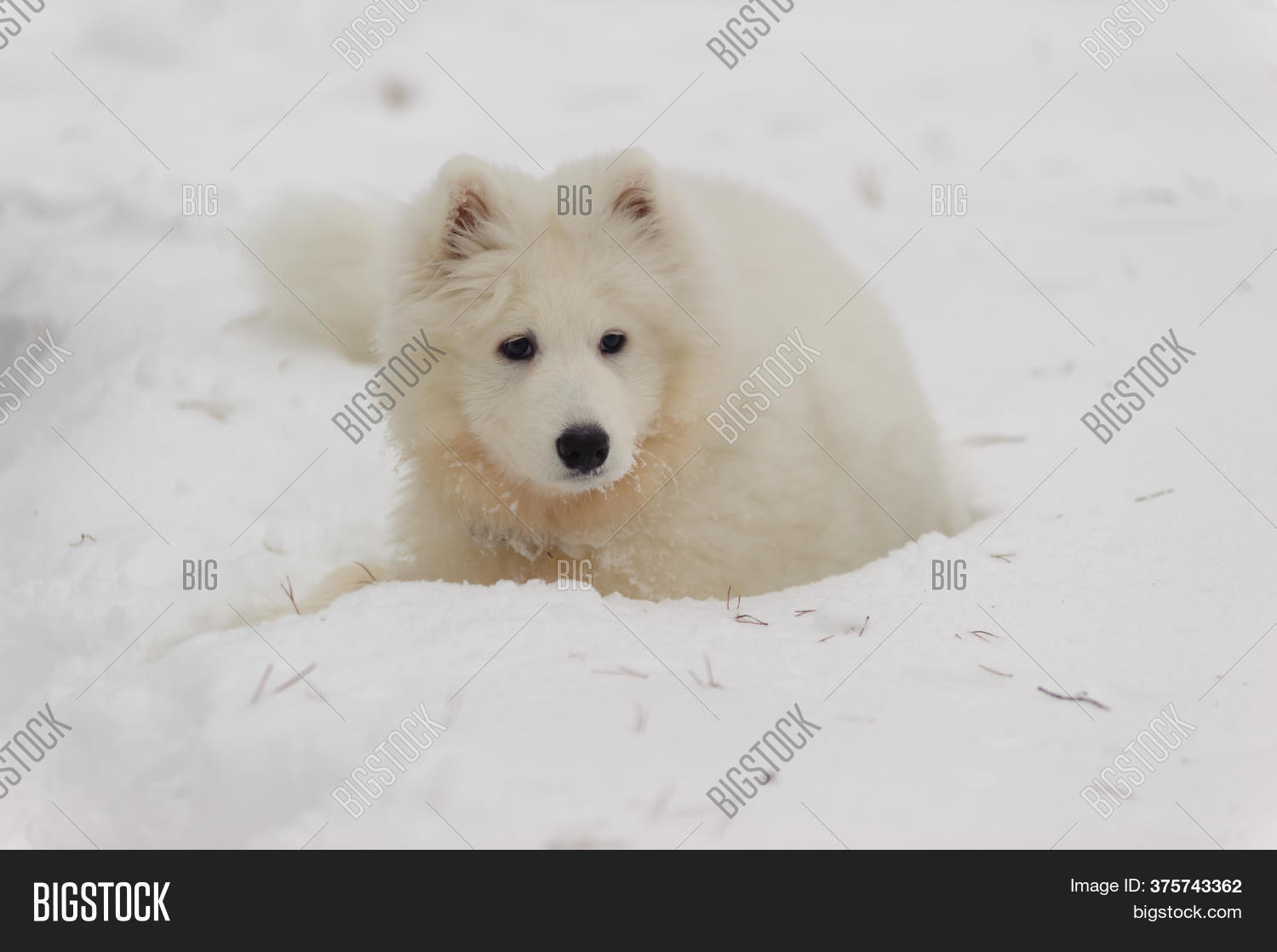 Samoyed Winter Snow Image & Photo (Free Trial) | Bigstock