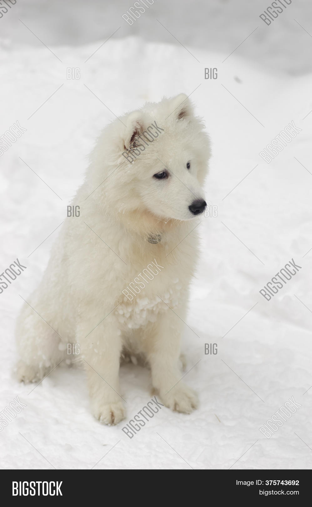 Samoyed Puppy Winter Image & Photo (Free Trial) | Bigstock