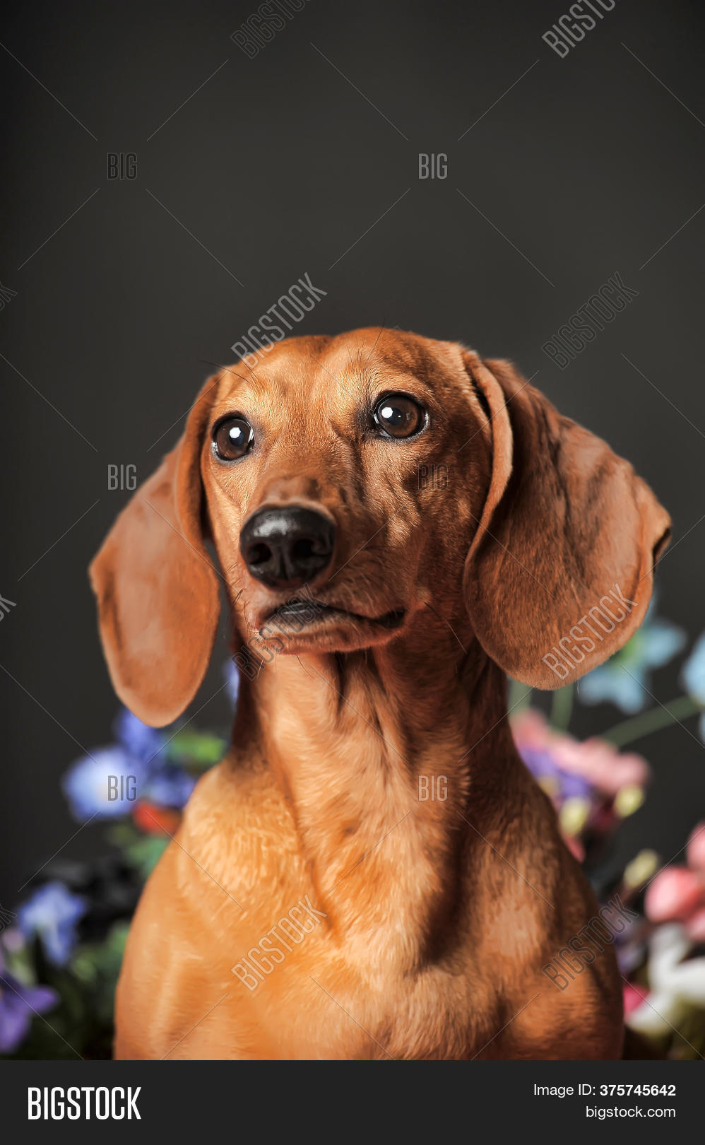 Purebred Dachshund Dog Image & Photo (Free Trial) | Bigstock