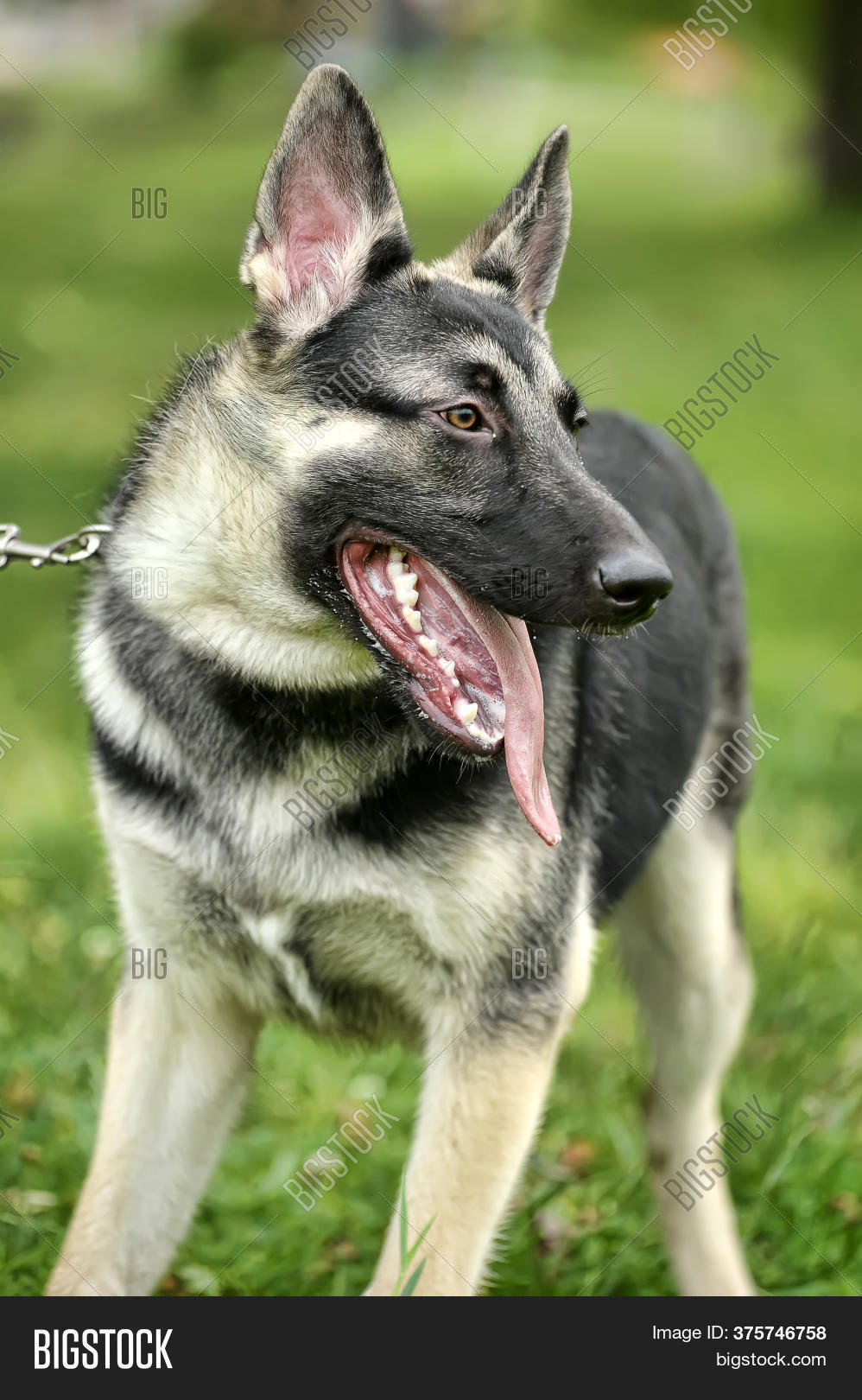 Close Alsatian Wolf Image & Photo (Free Trial) | Bigstock