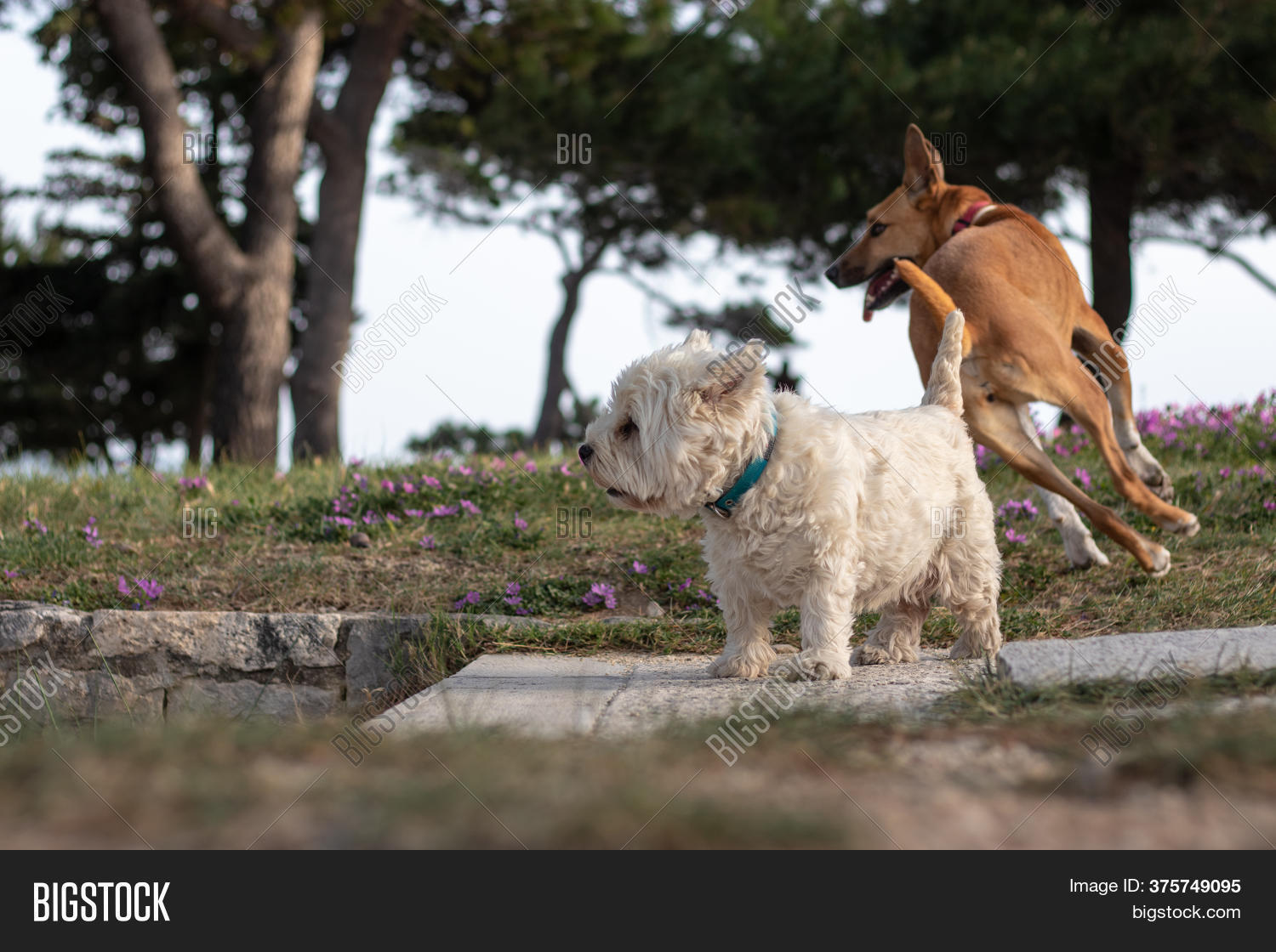 Two Dogs, One White Image & Photo (Free Trial) | Bigstock
