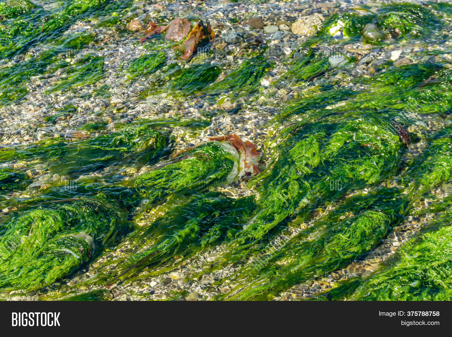 Seaweed Tide Pool Image & Photo (Free Trial) | Bigstock