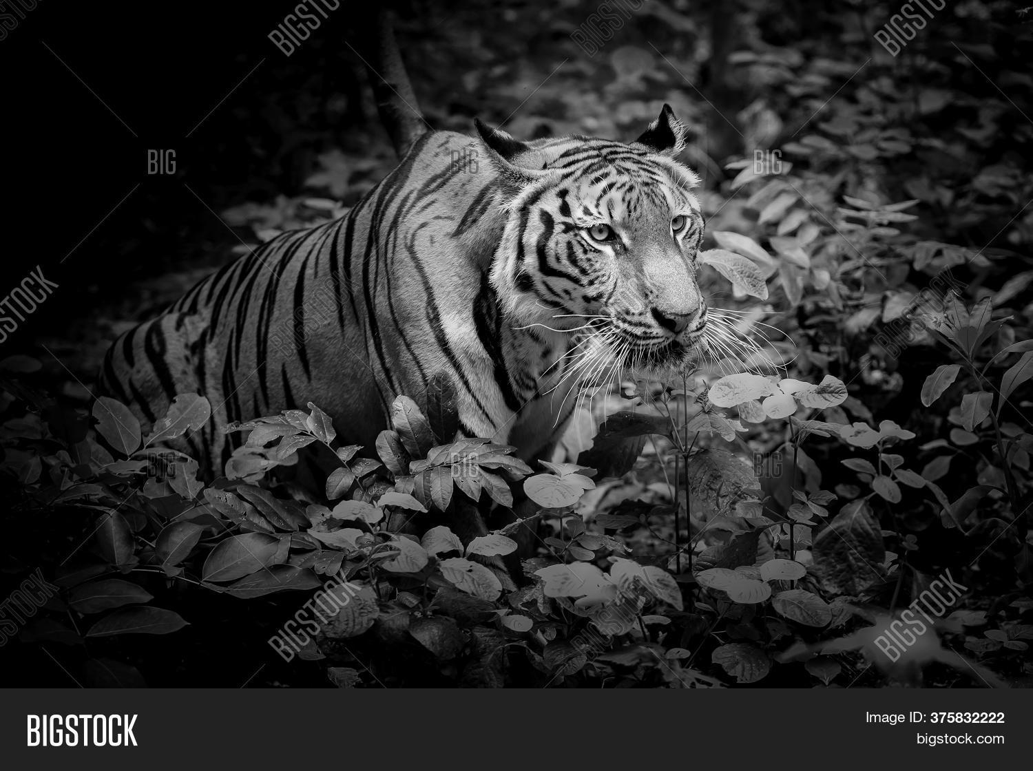 Tiger Forest On Black Image & Photo (Free Trial) | Bigstock