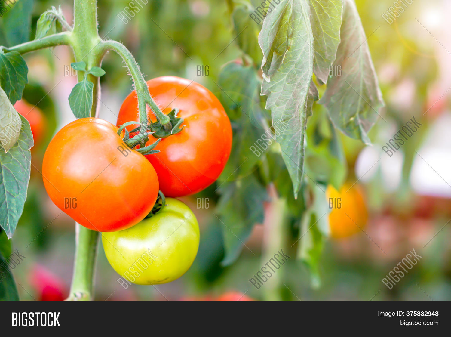 Closeup Green Tomato Image & Photo (Free Trial) | Bigstock