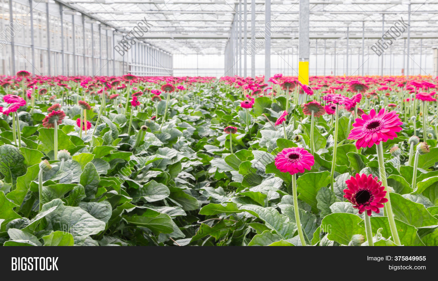 Large Dutch Greenhouse Image & Photo (Free Trial) | Bigstock