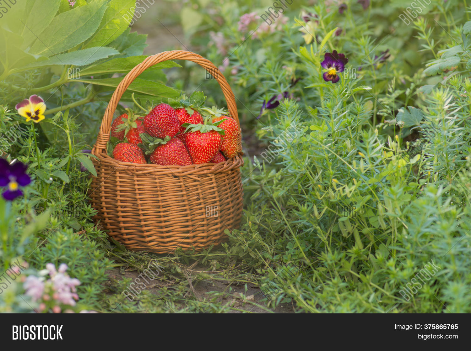 Strawberries Sunny Day Image & Photo (Free Trial) | Bigstock