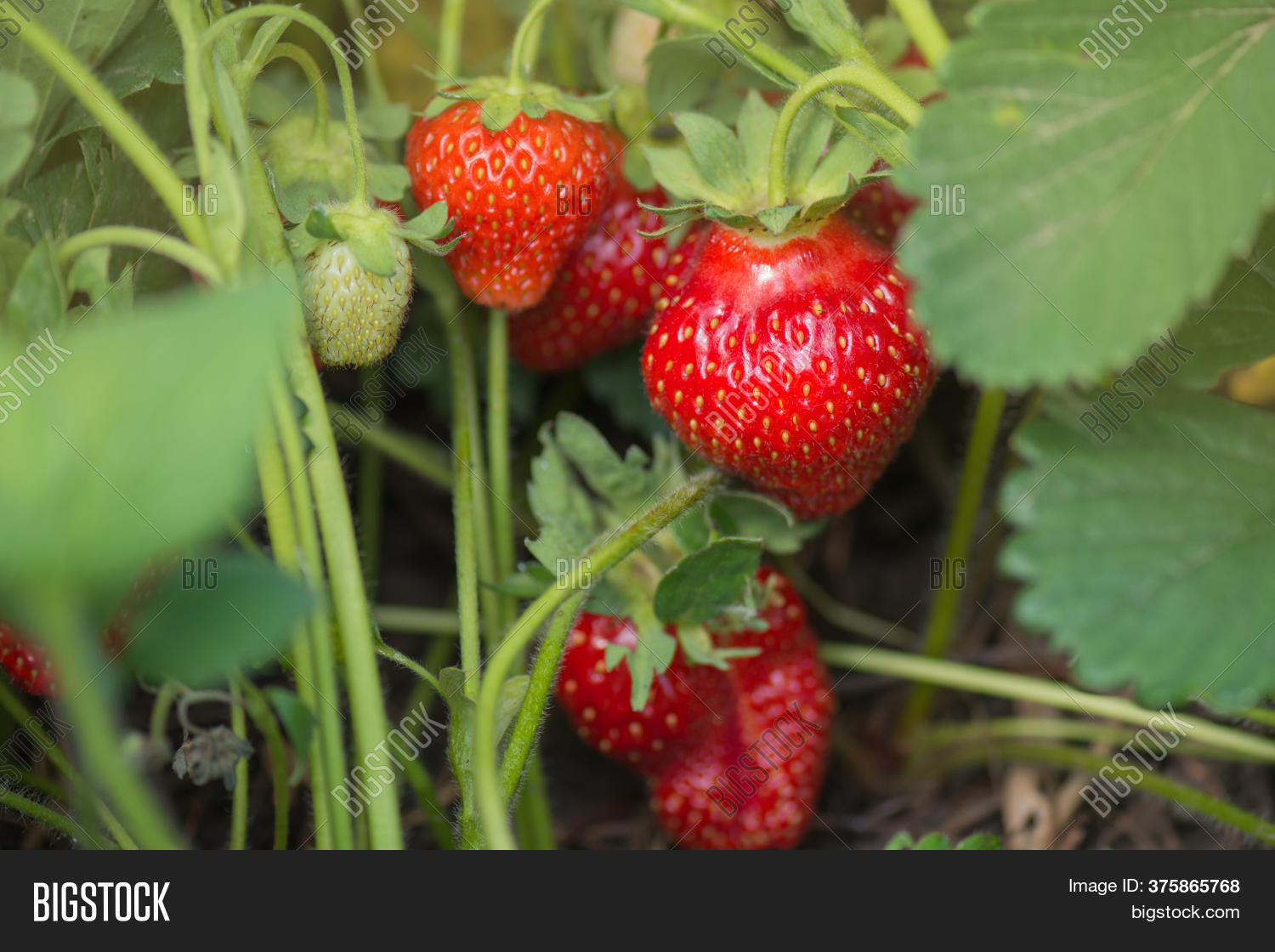 Fresh Strawberry Farm Image & Photo (Free Trial) | Bigstock