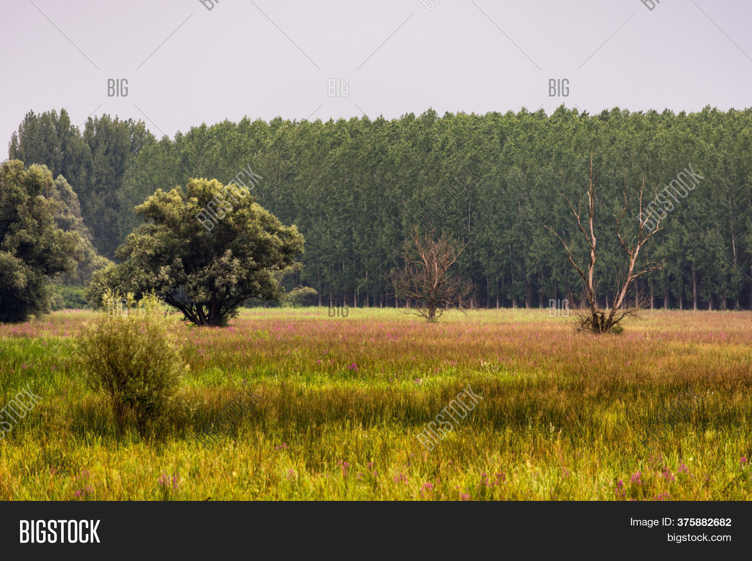 Obedska Pond (obedska Image & Photo (Free Trial) | Bigstock