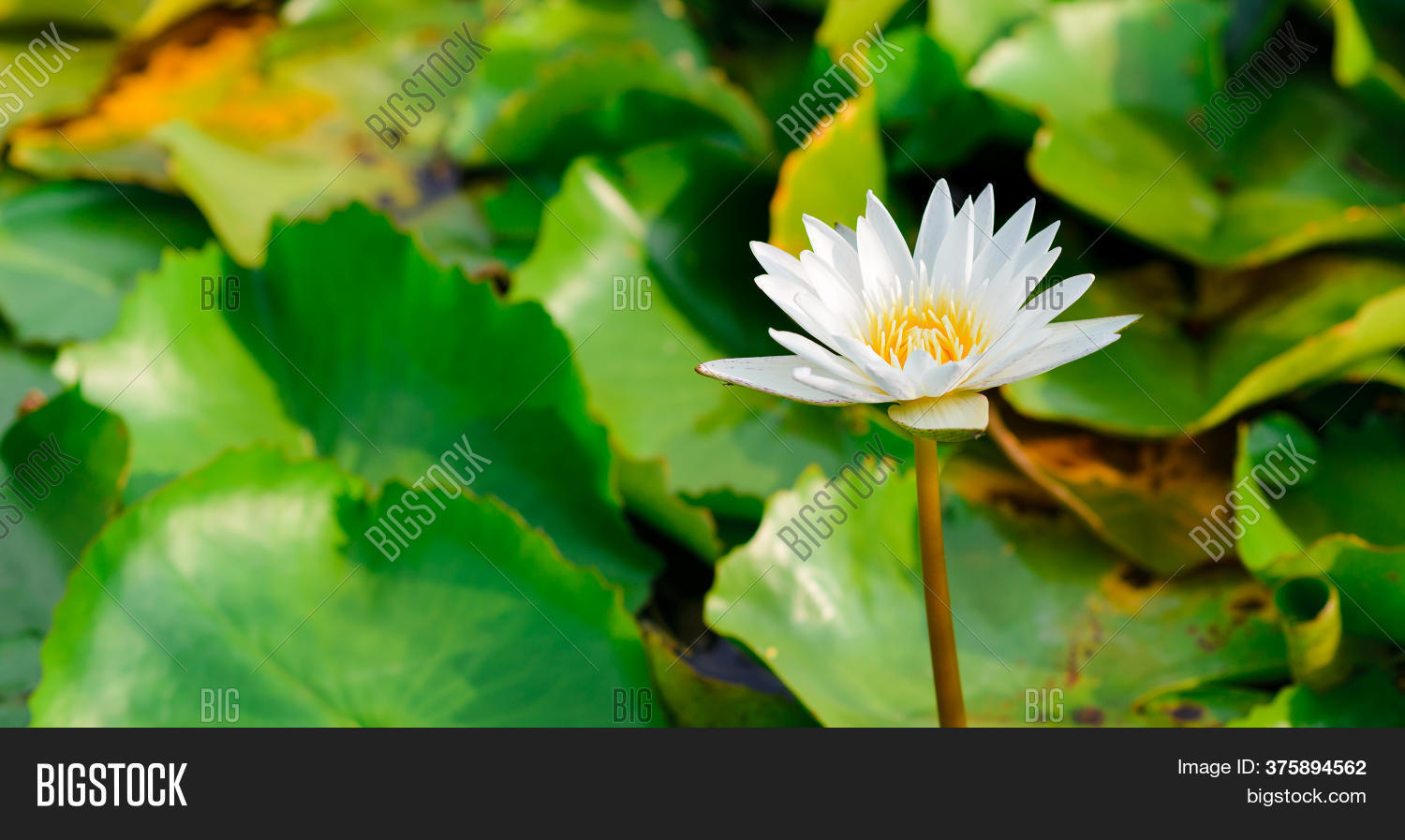 Beautiful White Lotus Image & Photo (Free Trial) | Bigstock