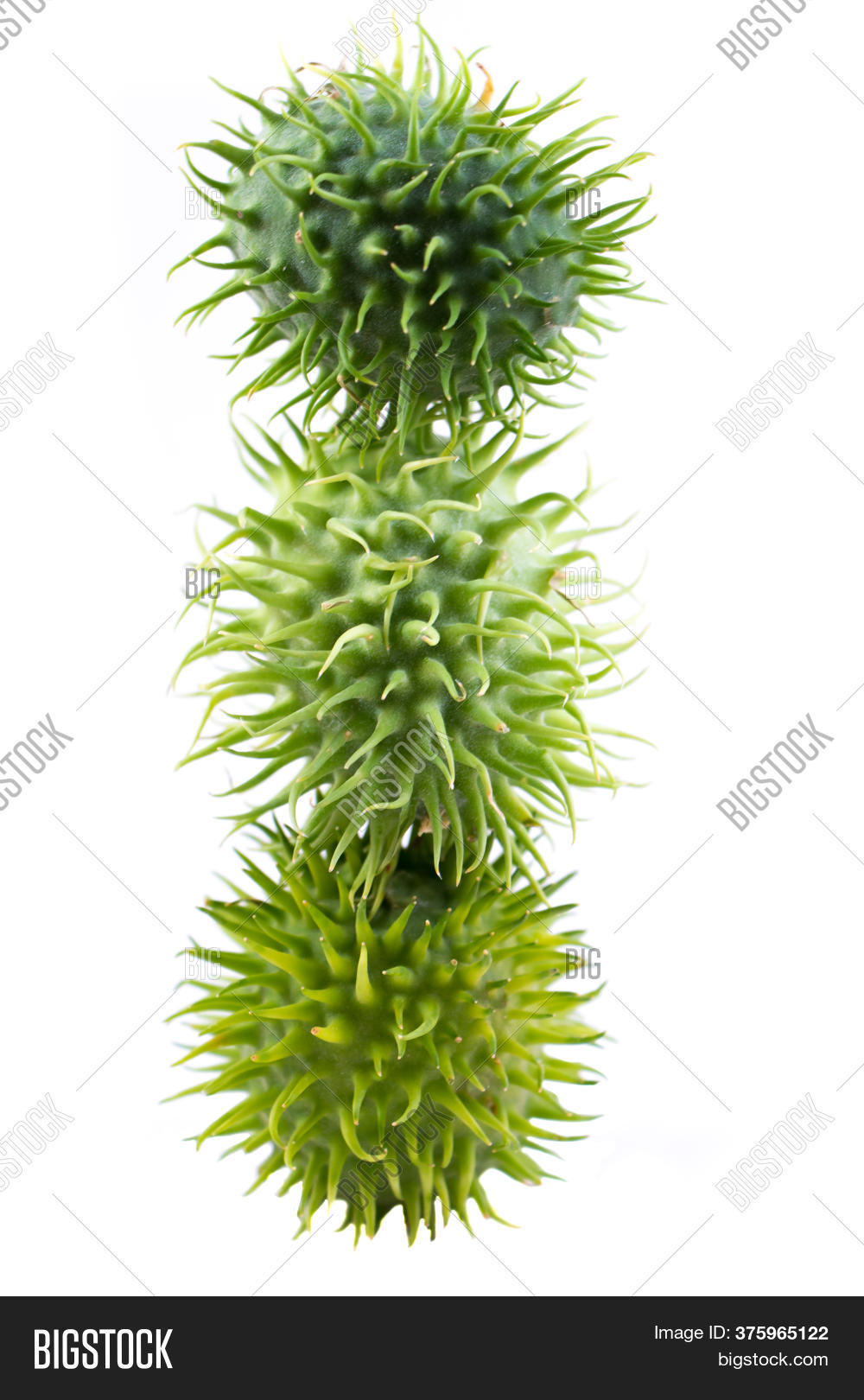 Green Small Thornapple Image & Photo (Free Trial) | Bigstock