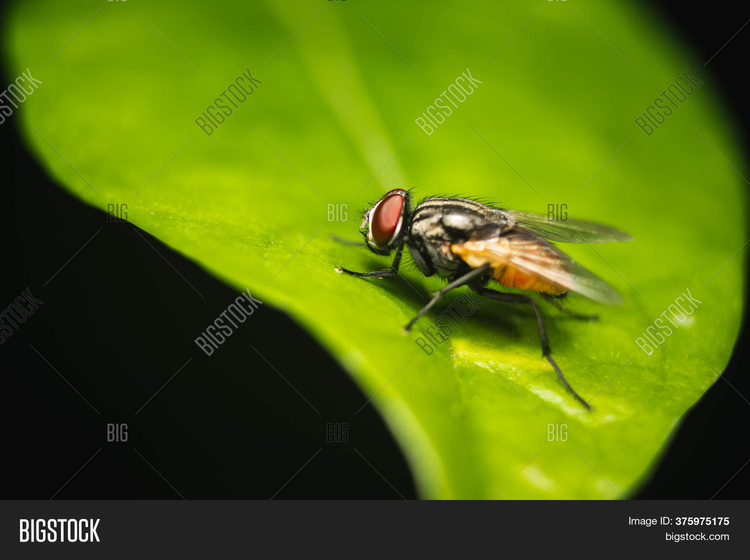Housefly Close Macro Image & Photo (Free Trial) | Bigstock
