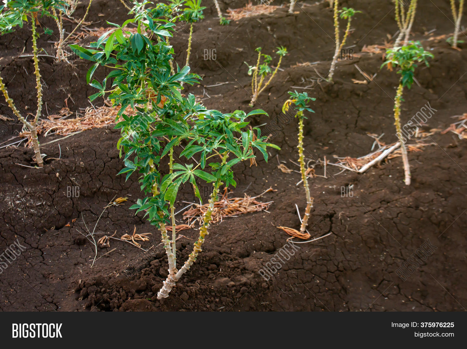 Cassava Tree Growth Image & Photo (Free Trial) | Bigstock