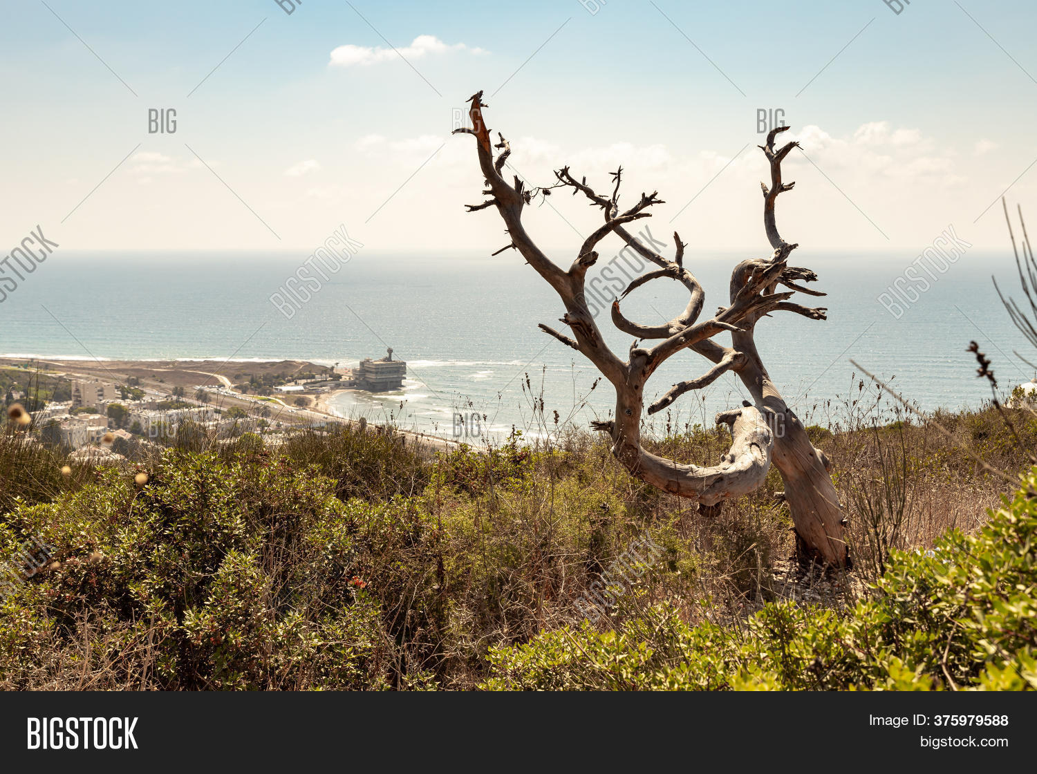 Large Dry Tree Stands Image & Photo (Free Trial) | Bigstock