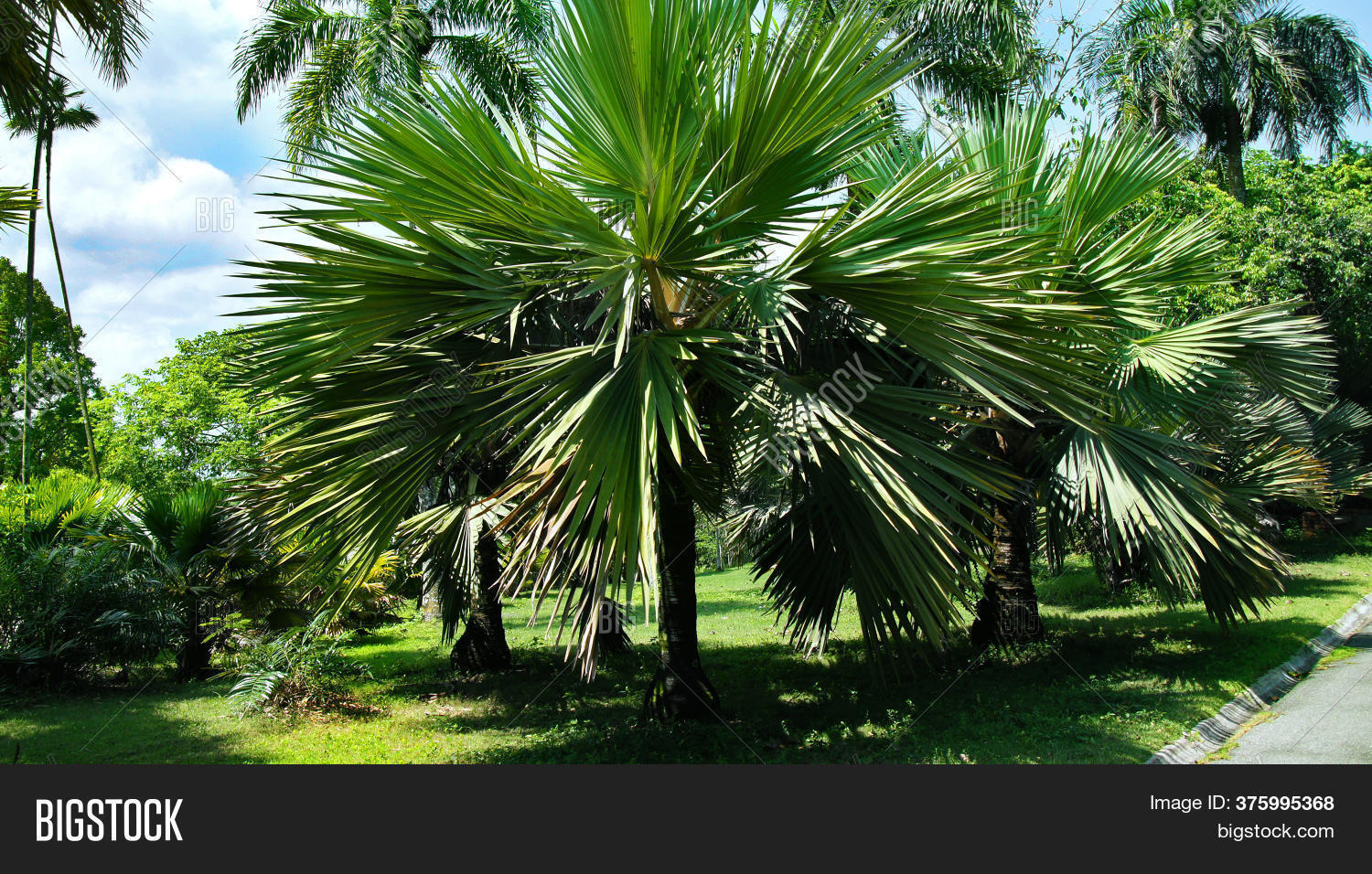 Tropical Fan Leaves. Image & Photo (Free Trial) | Bigstock