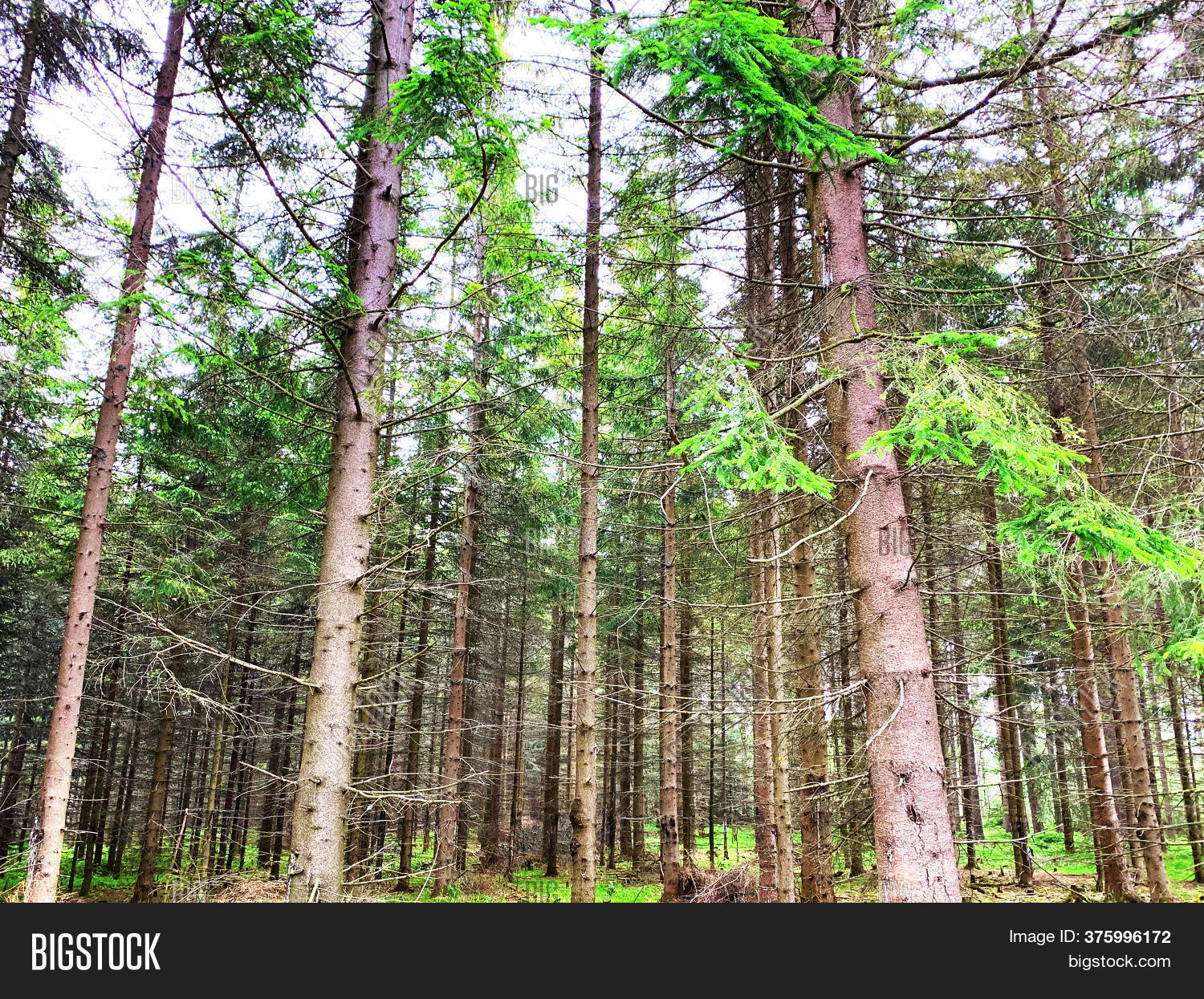 Spruce Forest, Pinery Image & Photo (Free Trial) | Bigstock