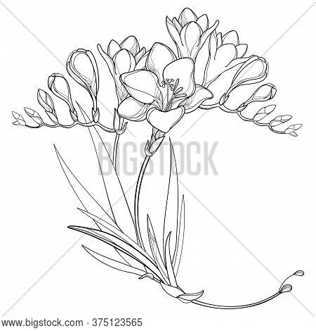 Freesia Images, Illustrations & Vectors (Free) - Bigstock