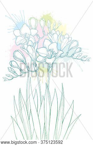 Freesia Images, Illustrations & Vectors (Free) - Bigstock