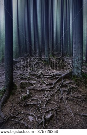 Trees Root Covered Image & Photo (Free Trial) | Bigstock