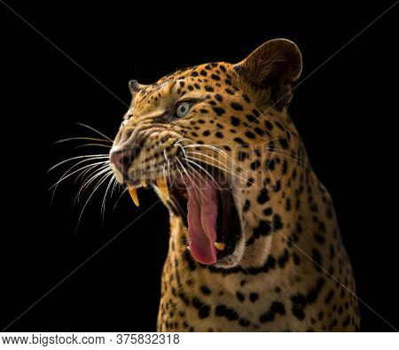 Black Leopard Roar