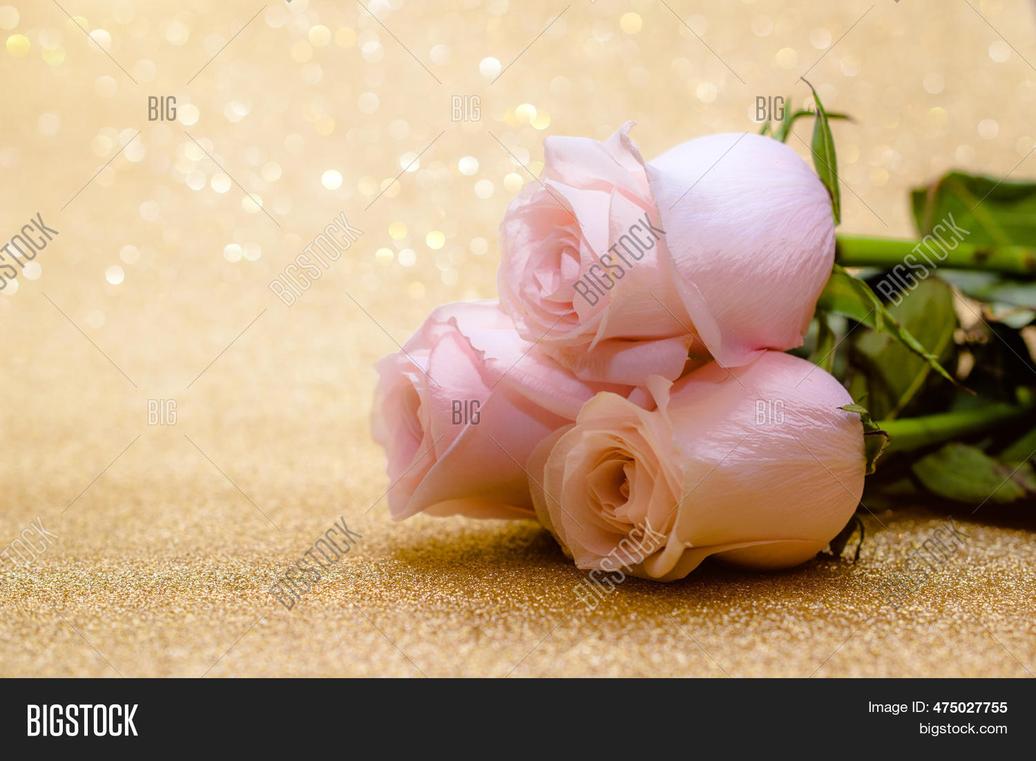 Pink Rose On Shiny Image & Photo (Free Trial) | Bigstock