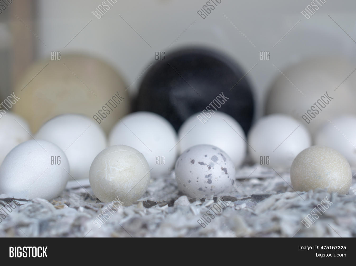 Mix Eggs Row Arranged Image & Photo (Free Trial) | Bigstock