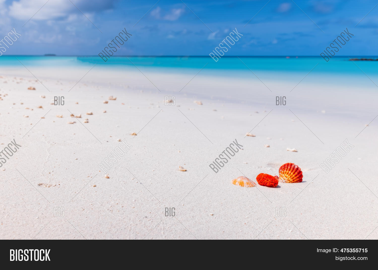 Sea Shells On Tropical Image & Photo (Free Trial) | Bigstock