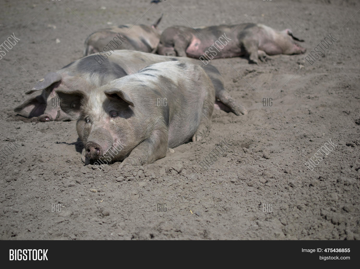 Domestic Pig Wallowing Image & Photo (Free Trial) | Bigstock