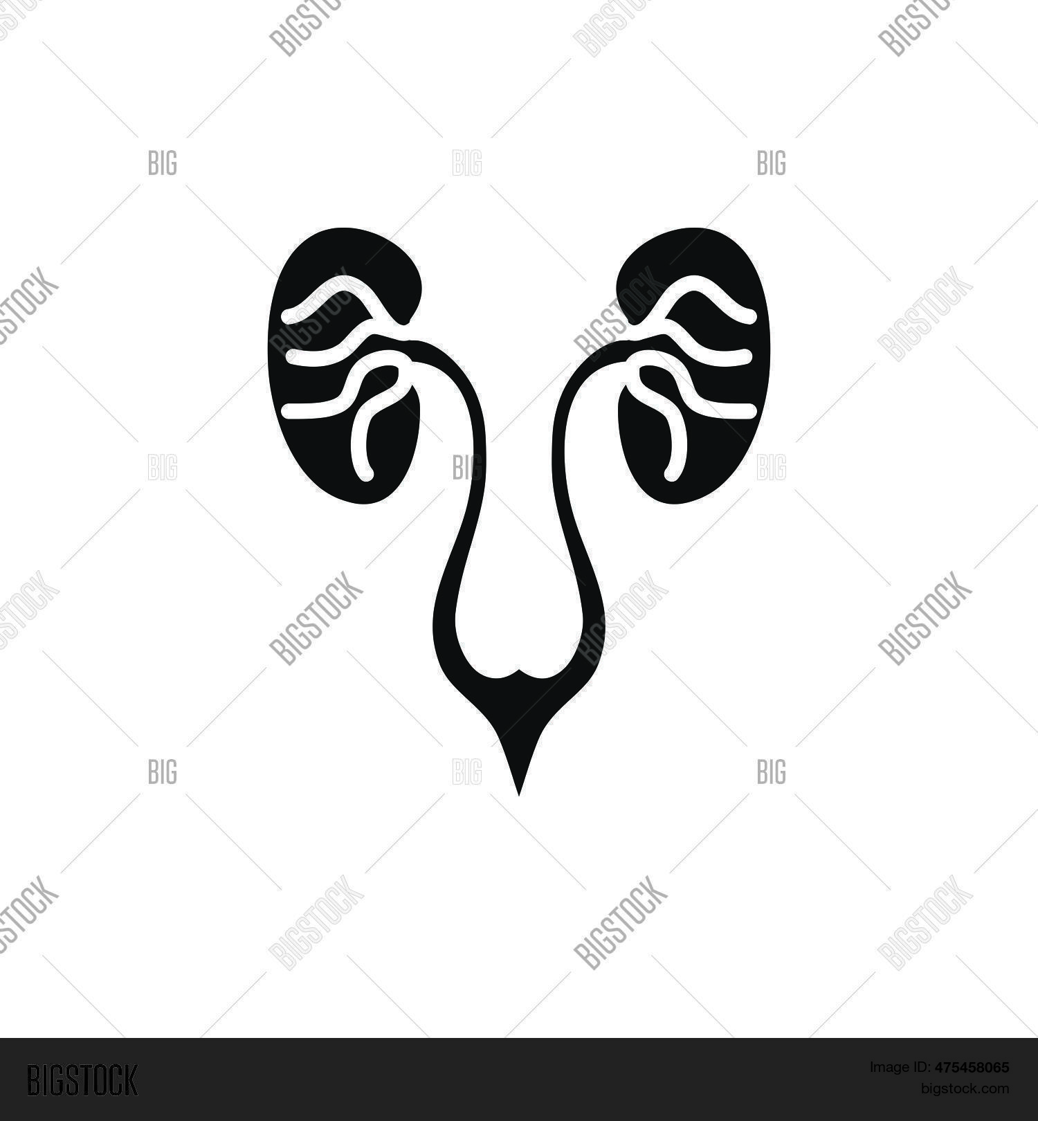 Urology Icon. Urology Vector & Photo (Free Trial) | Bigstock