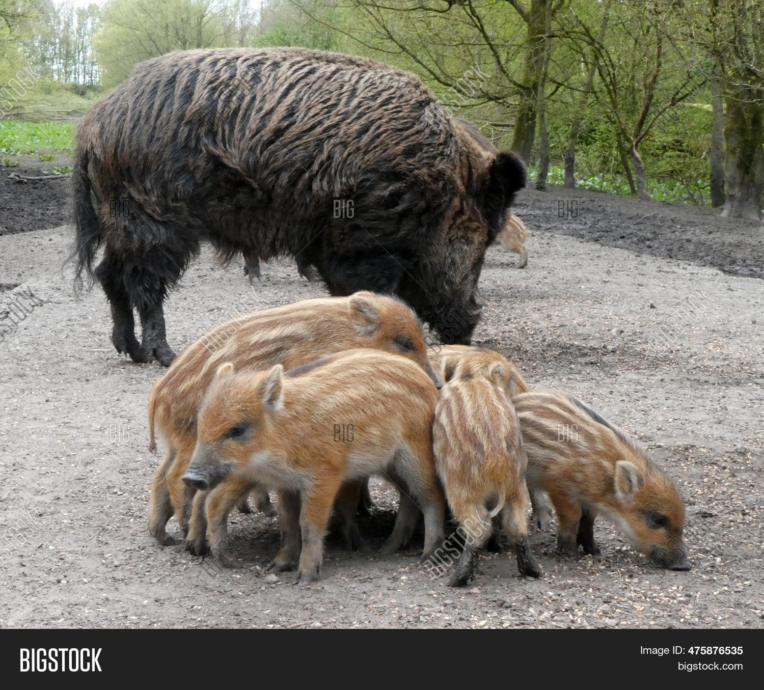 Female Wild Boar Bunch Image & Photo (Free Trial) | Bigstock
