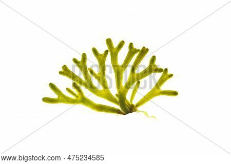 Codium Tomentosum Image & Photo (Free Trial) | Bigstock