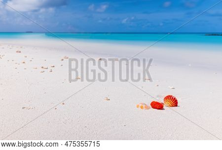 Sea Shells On Tropical Image & Photo (Free Trial) | Bigstock