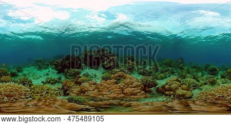 Tropical Sea Coral Image & Photo (Free Trial) | Bigstock