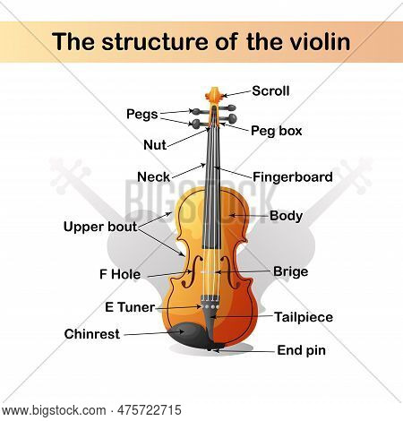 Violin Infographic. Vector & Photo (Free Trial) | Bigstock