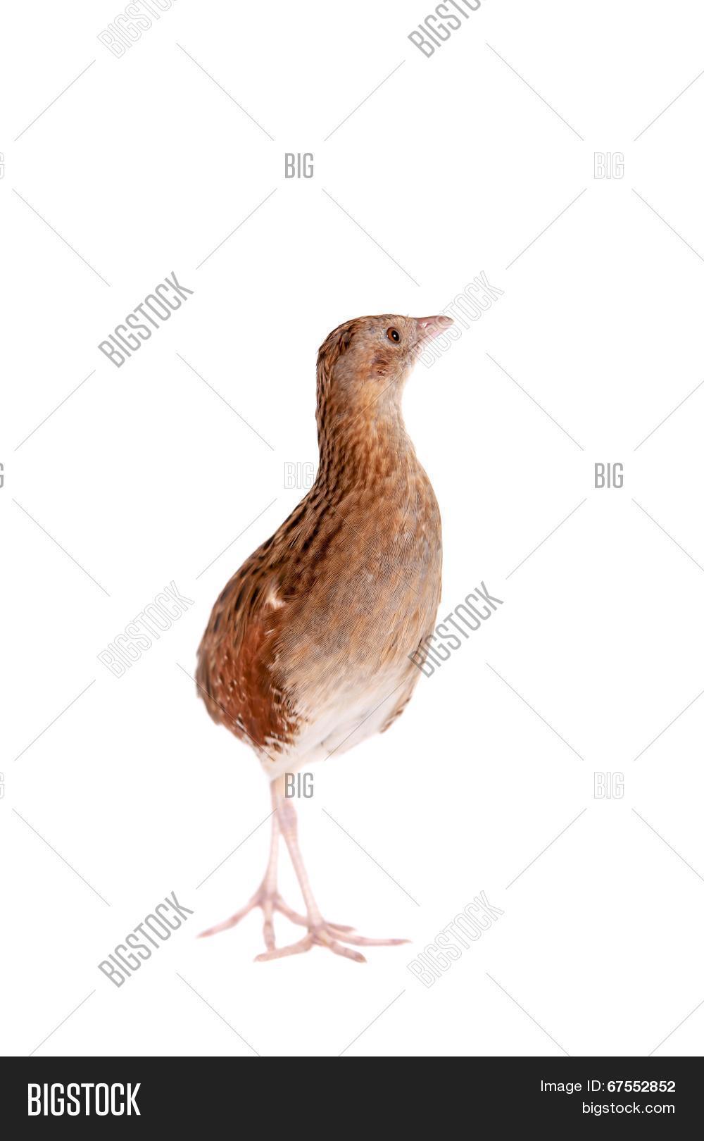 Corncrake Landrail, Image & Photo (Free Trial) | Bigstock
