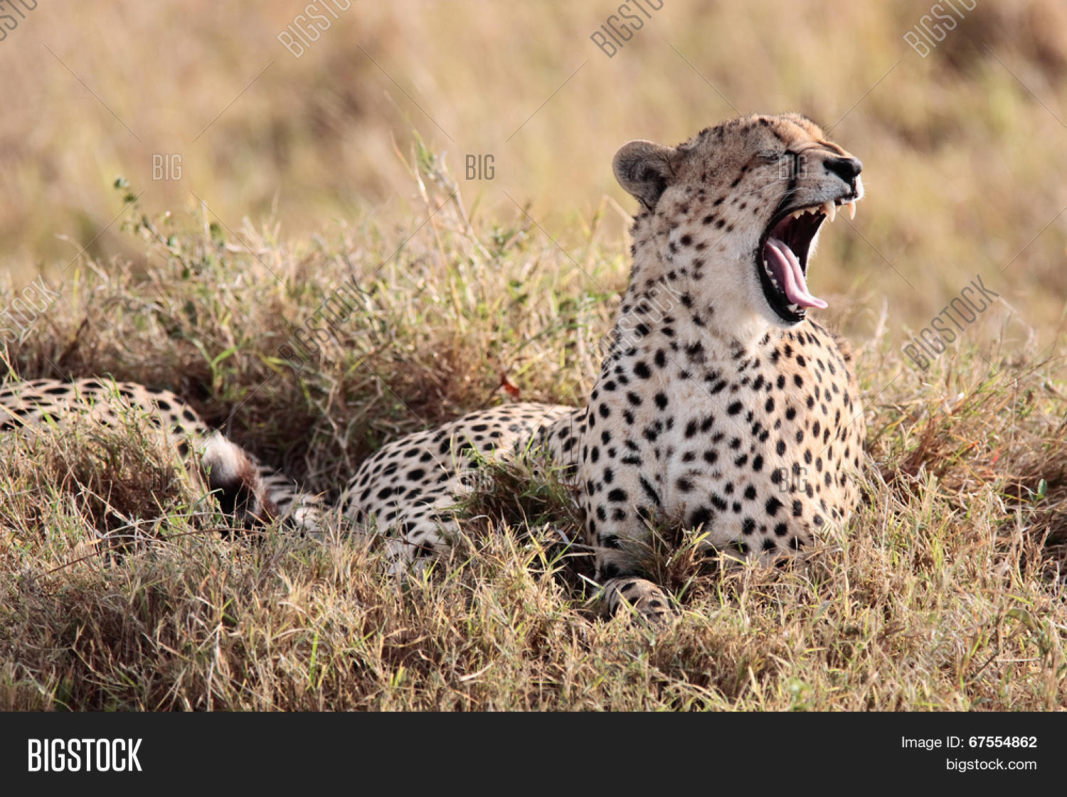 Cheetah Yawning Masai Image & Photo (Free Trial) | Bigstock
