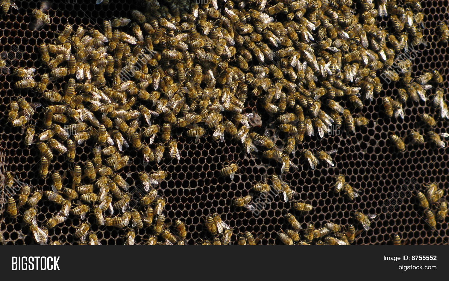 Apis Mellifera Image & Photo (Free Trial) | Bigstock