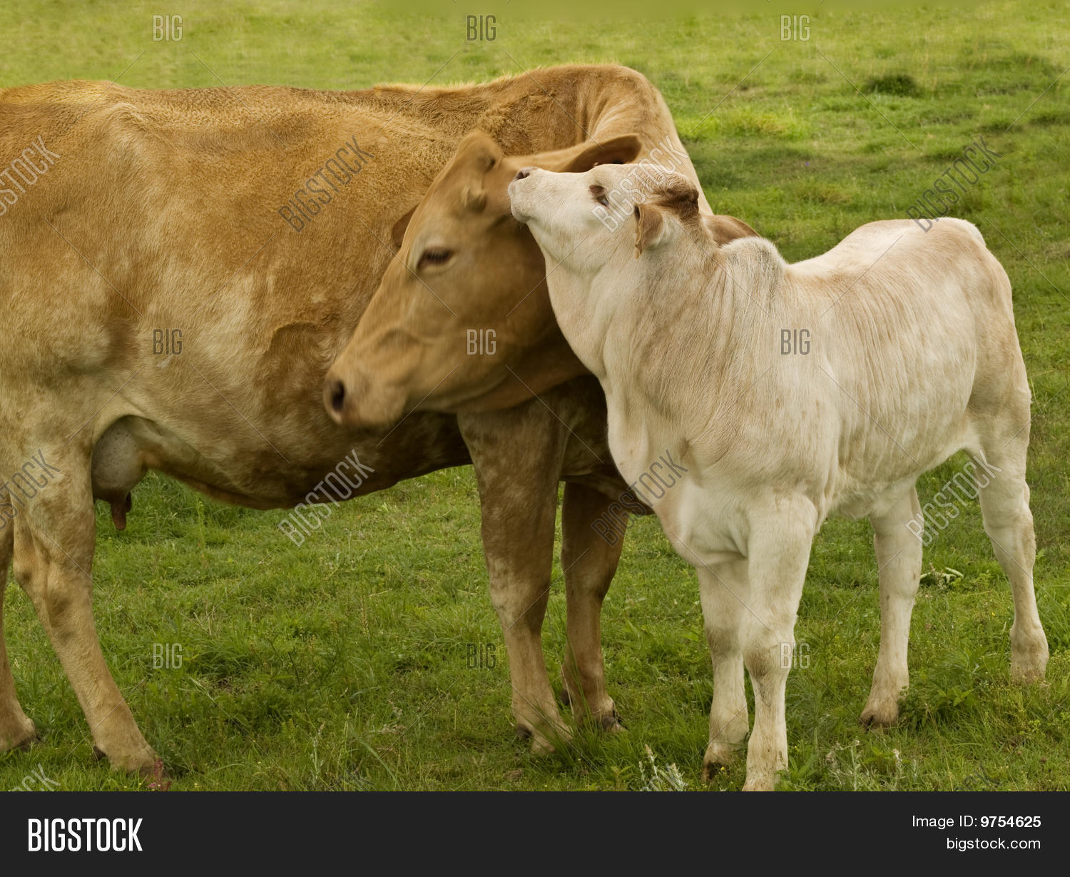 Spring Time Animals - Image & Photo (Free Trial) | Bigstock