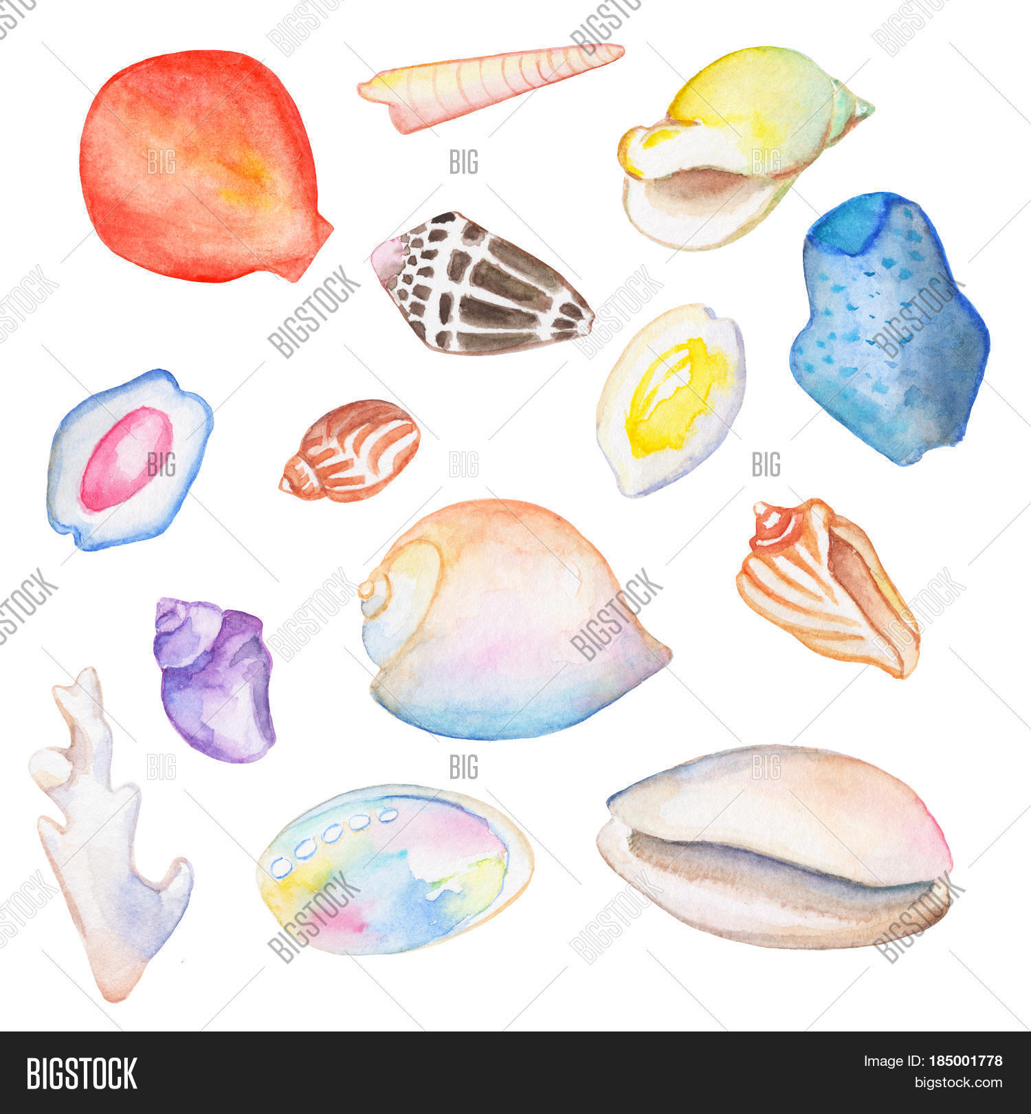 Colorful Shells Clipart Background