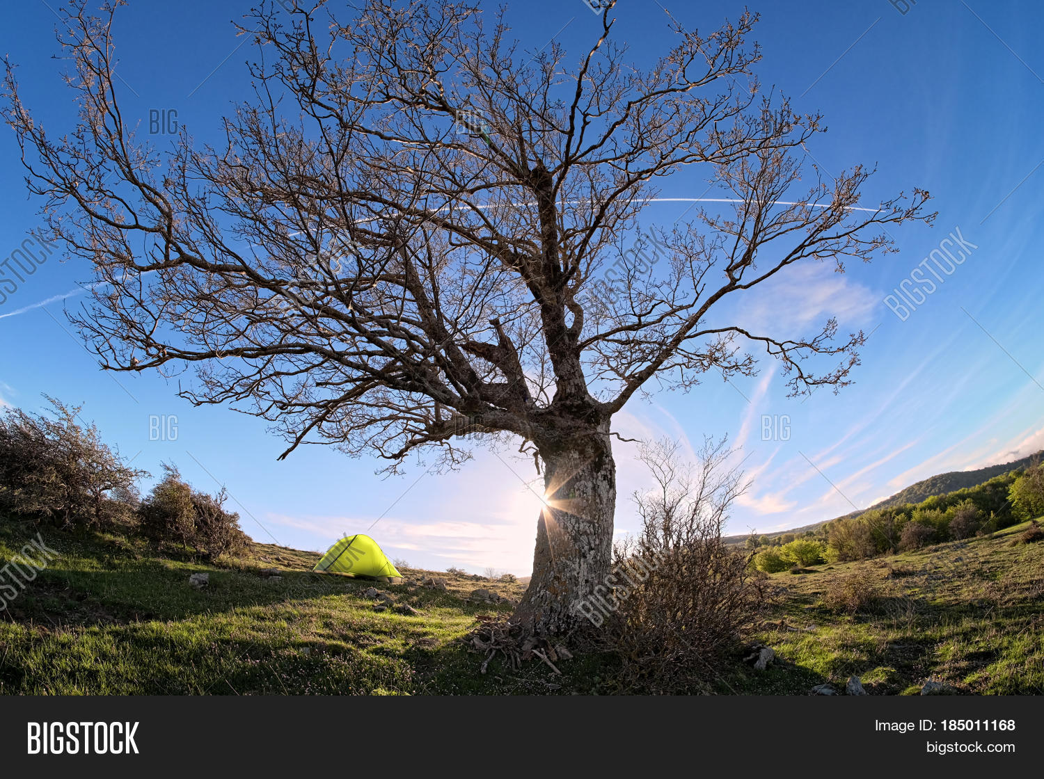 Leafless Oak Tree Image & Photo (Free Trial) | Bigstock