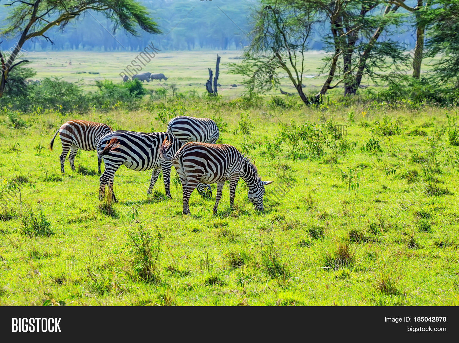 Pack Zebras Grazing Image & Photo (Free Trial) | Bigstock