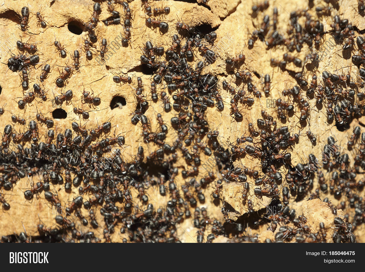 Ant Colony On Old Tree Image & Photo (Free Trial) | Bigstock
