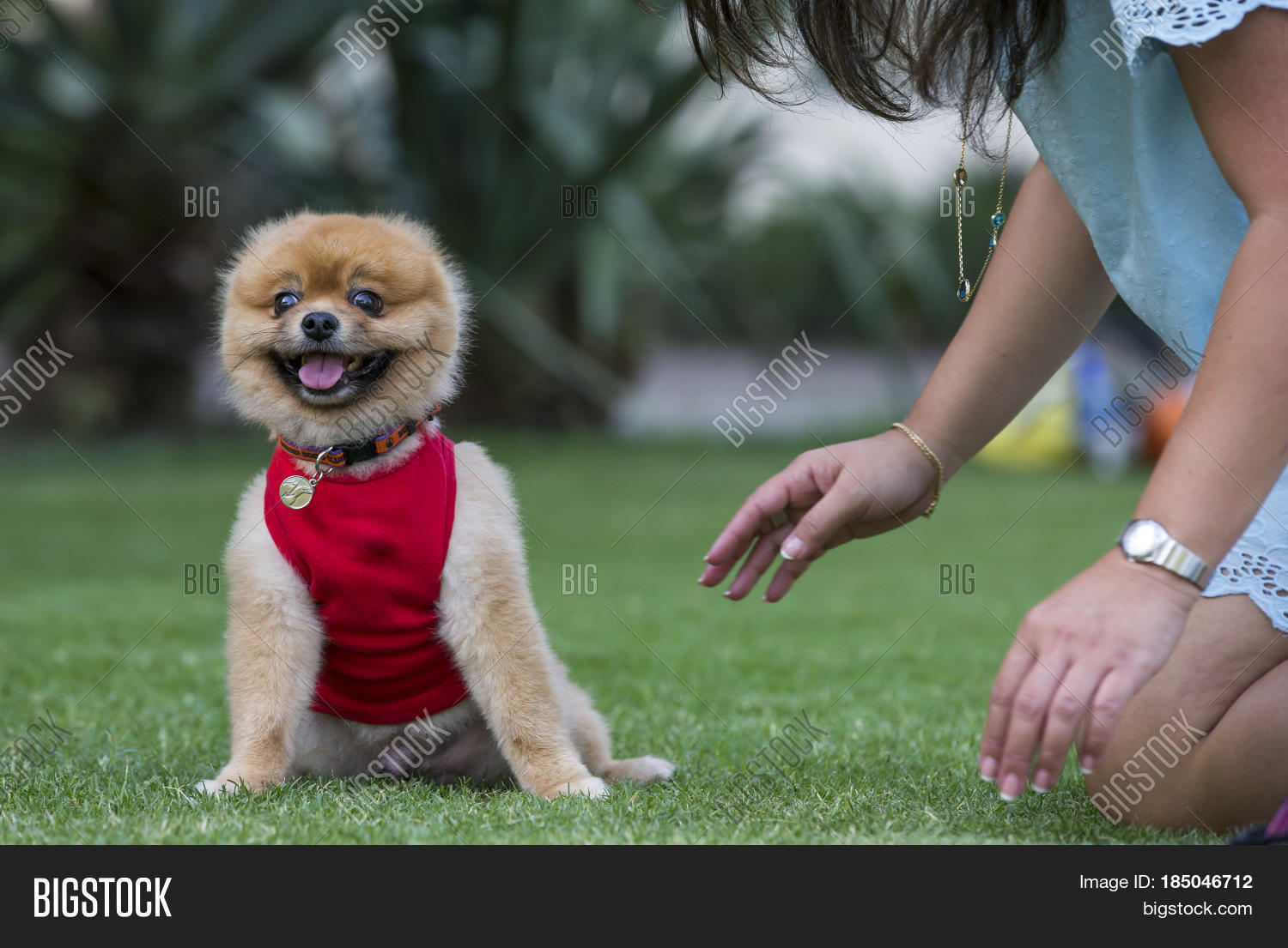 Pomeranian Pure Bred Image & Photo (Free Trial) | Bigstock