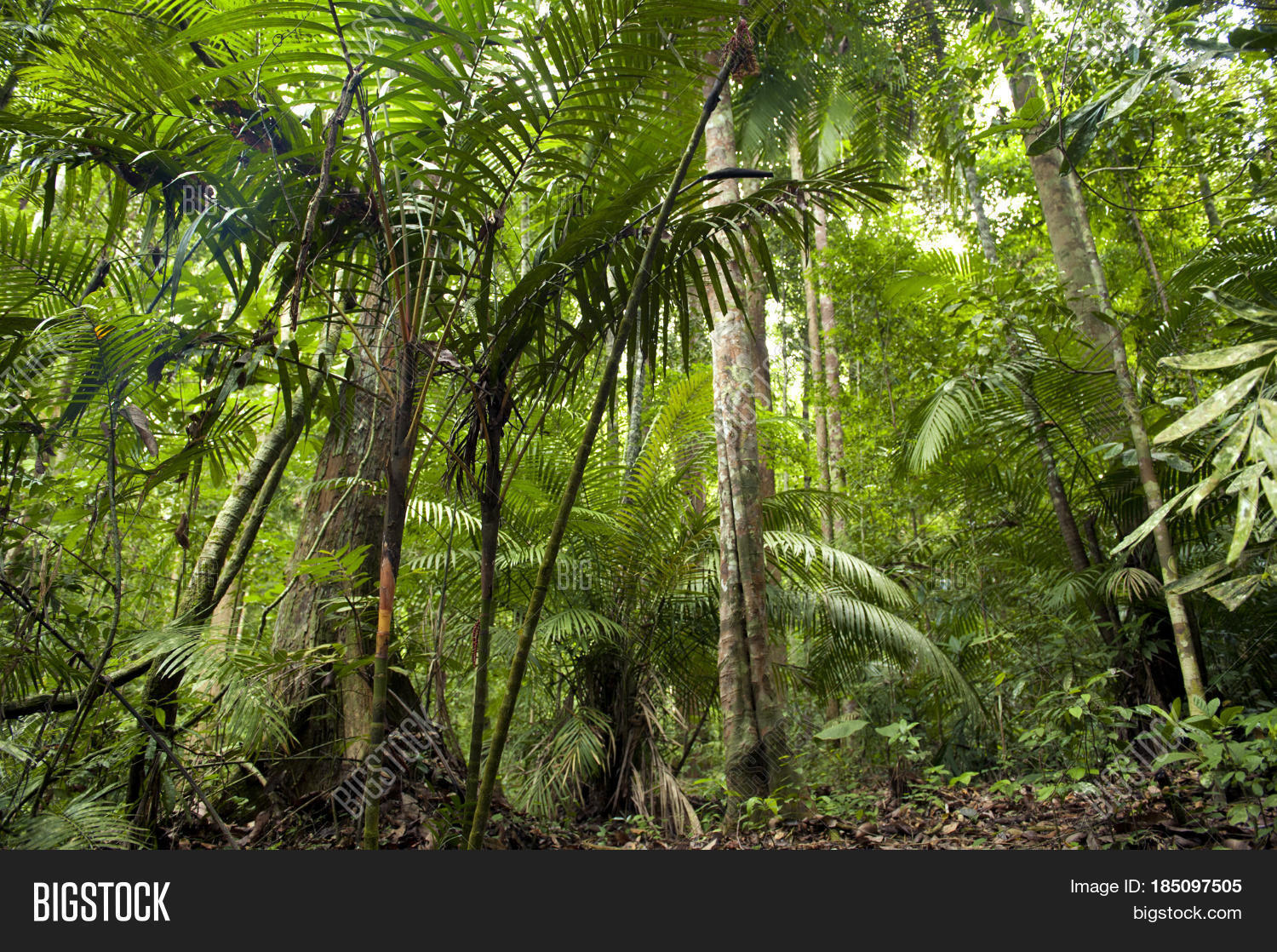 Tropical Green Forest Image & Photo (Free Trial) | Bigstock