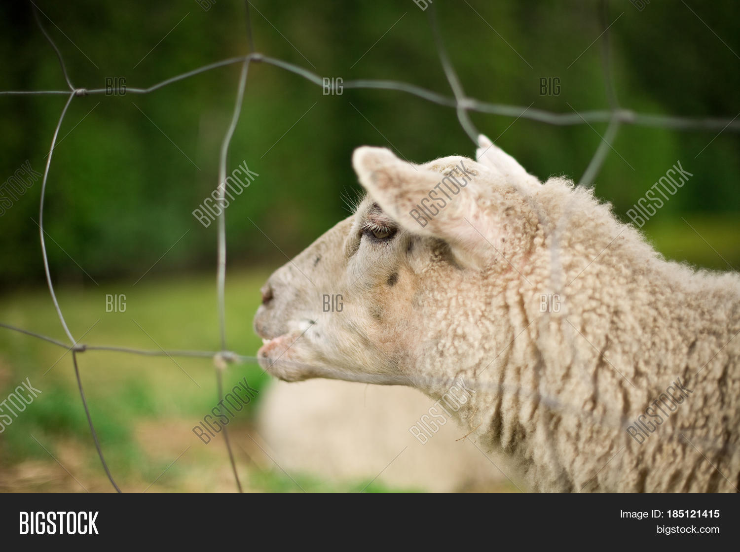Smiley Sheep Face Image & Photo (Free Trial) | Bigstock