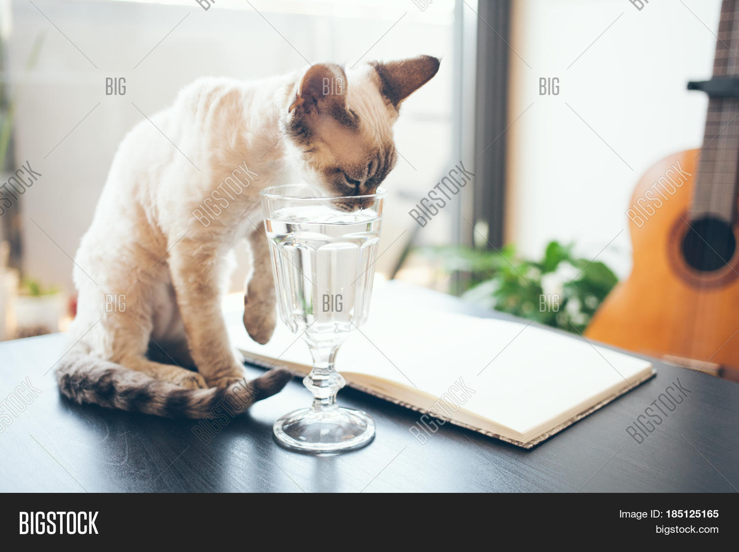 Imagen y foto Cat Drinks Water (prueba gratis) | Bigstock