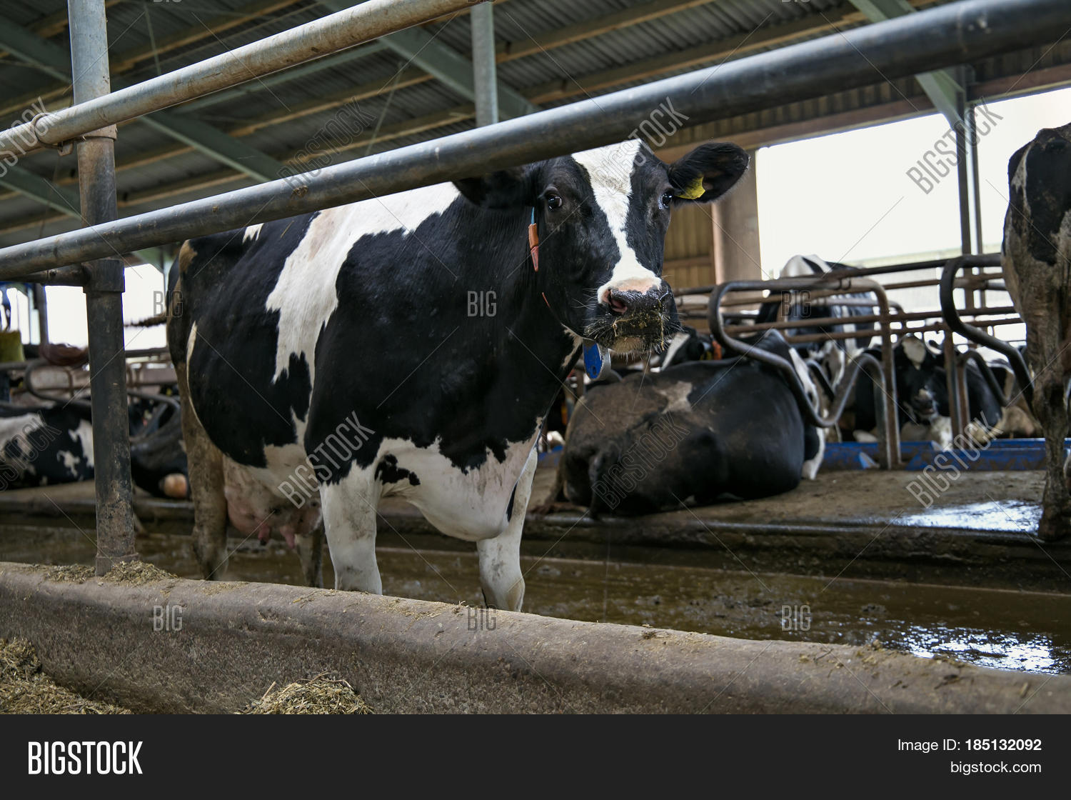 Cows Stable On Dairy Image & Photo (Free Trial) | Bigstock