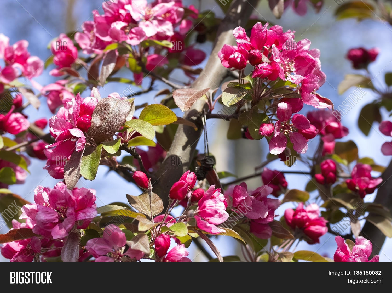 Pink Flowers, Fruit Image & Photo (Free Trial) | Bigstock